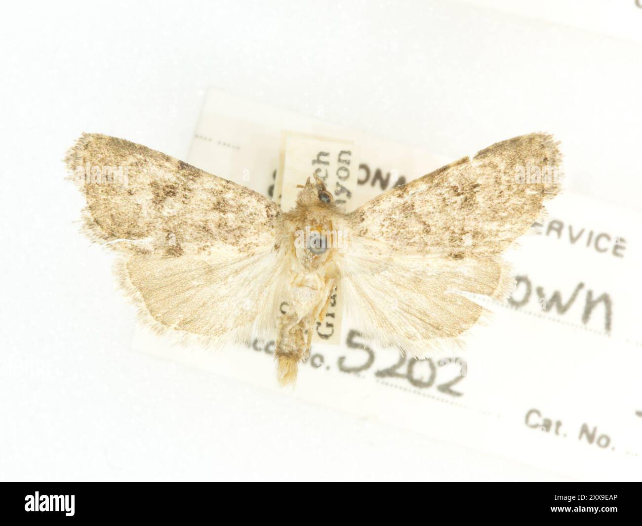Owlet Moths and Allies (Noctuoidea) Insecta Stock Photo - Alamy