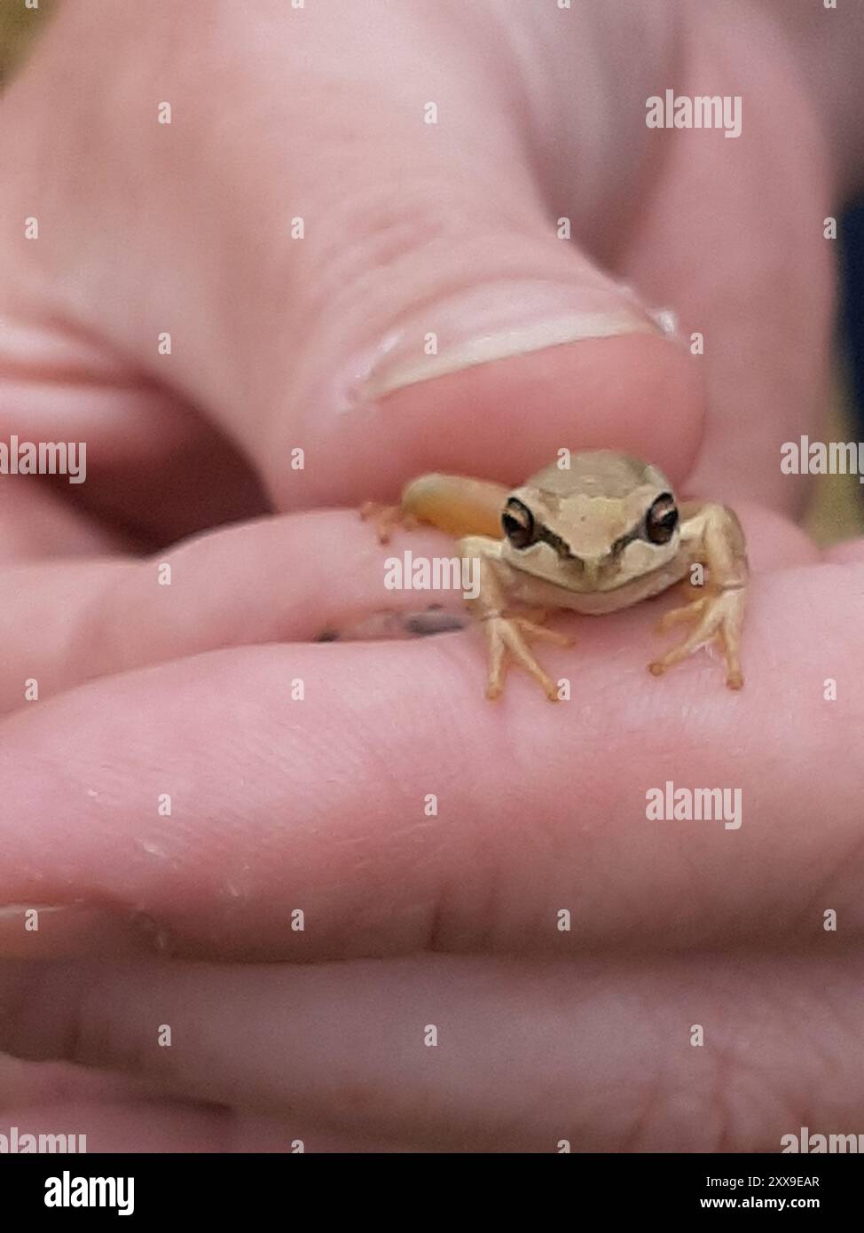 Brown Tree Frog (Litoria ewingii) Amphibia Stock Photo - Alamy