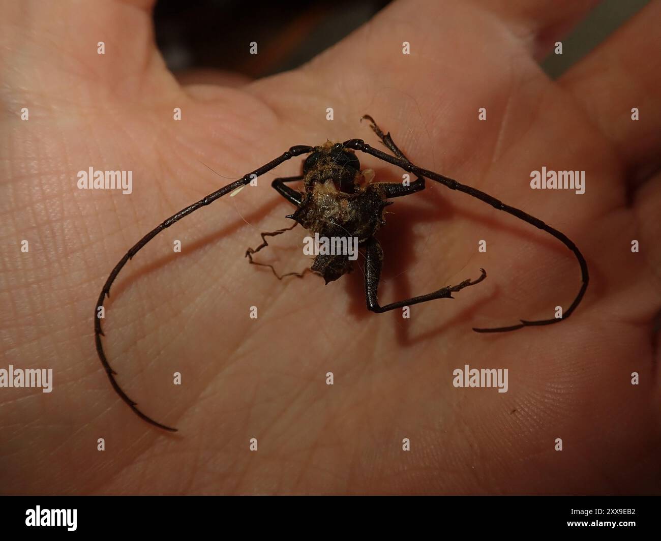 Huhu (Prionoplus reticularis) Insecta Stock Photo - Alamy