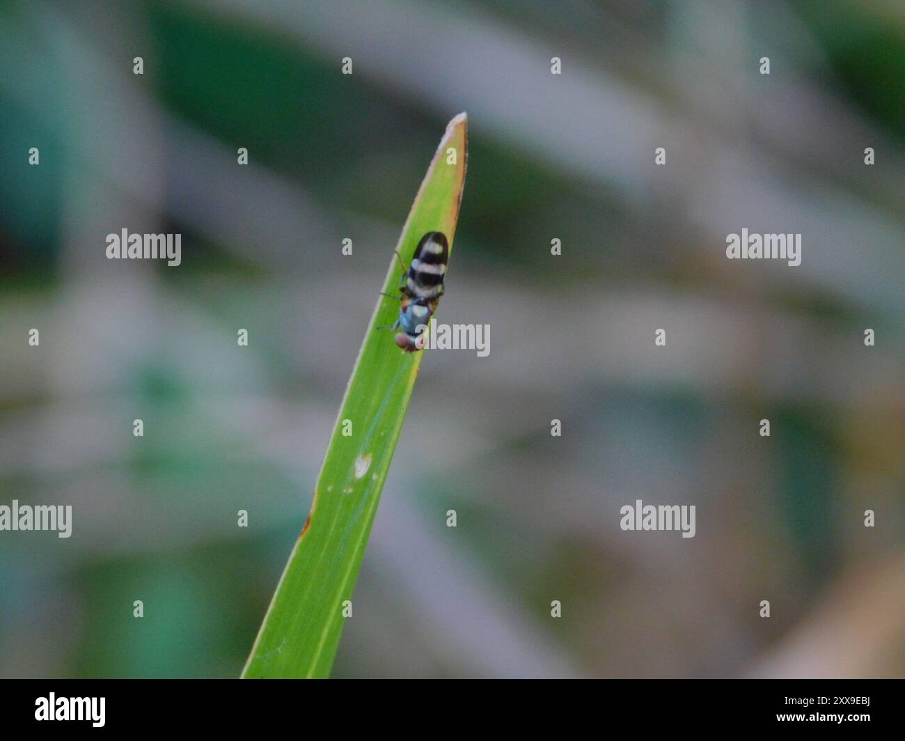 Banded-wing Flies (Chaetopsis) Insecta Stock Photo - Alamy
