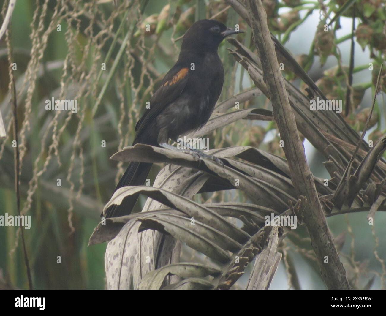 Variable oriole icterus pyrrhopterus hi-res stock photography and images - Alamy