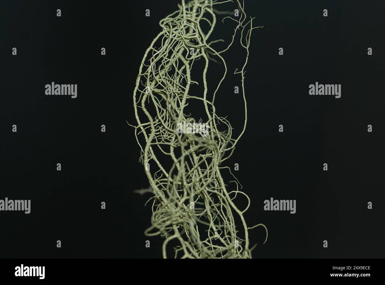 Fishbone Beard Lichen (Usnea dasopoga) Fungi Stock Photo - Alamy