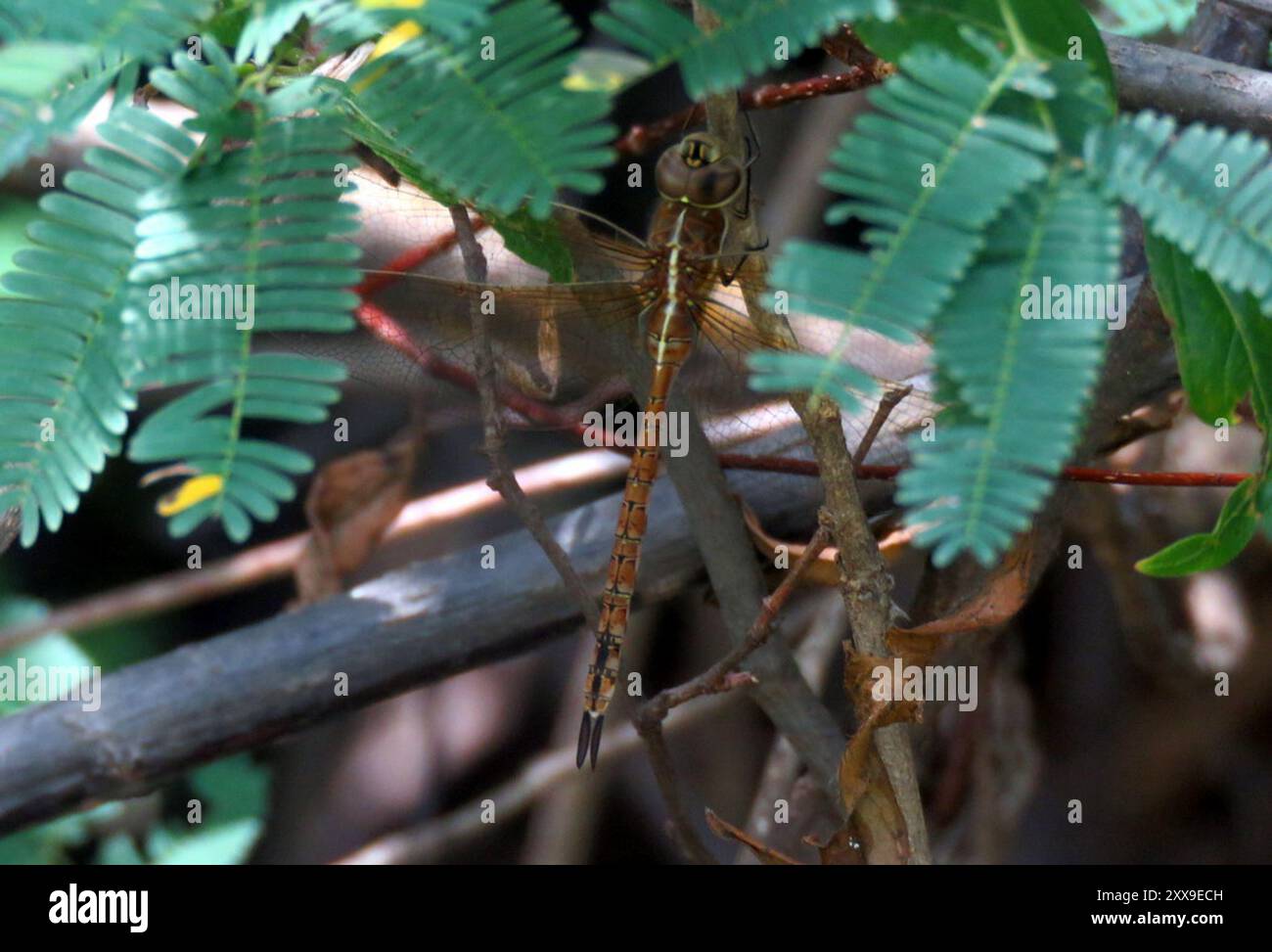 (Rhionaeschna bonariensis) Insecta Stock Photo - Alamy