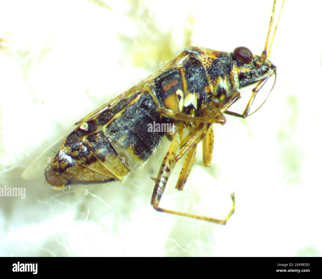 False chinch bugs (Nysius) Insecta Stock Photo - Alamy