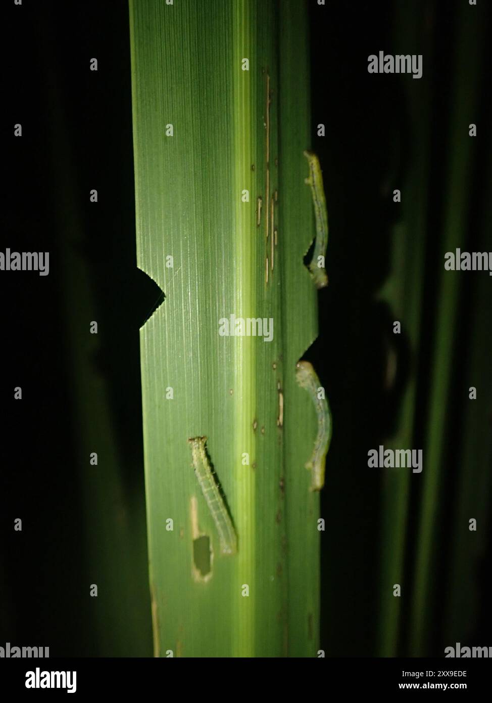Cabbage tree moth (Epiphryne verriculata) Insecta Stock Photo - Alamy
