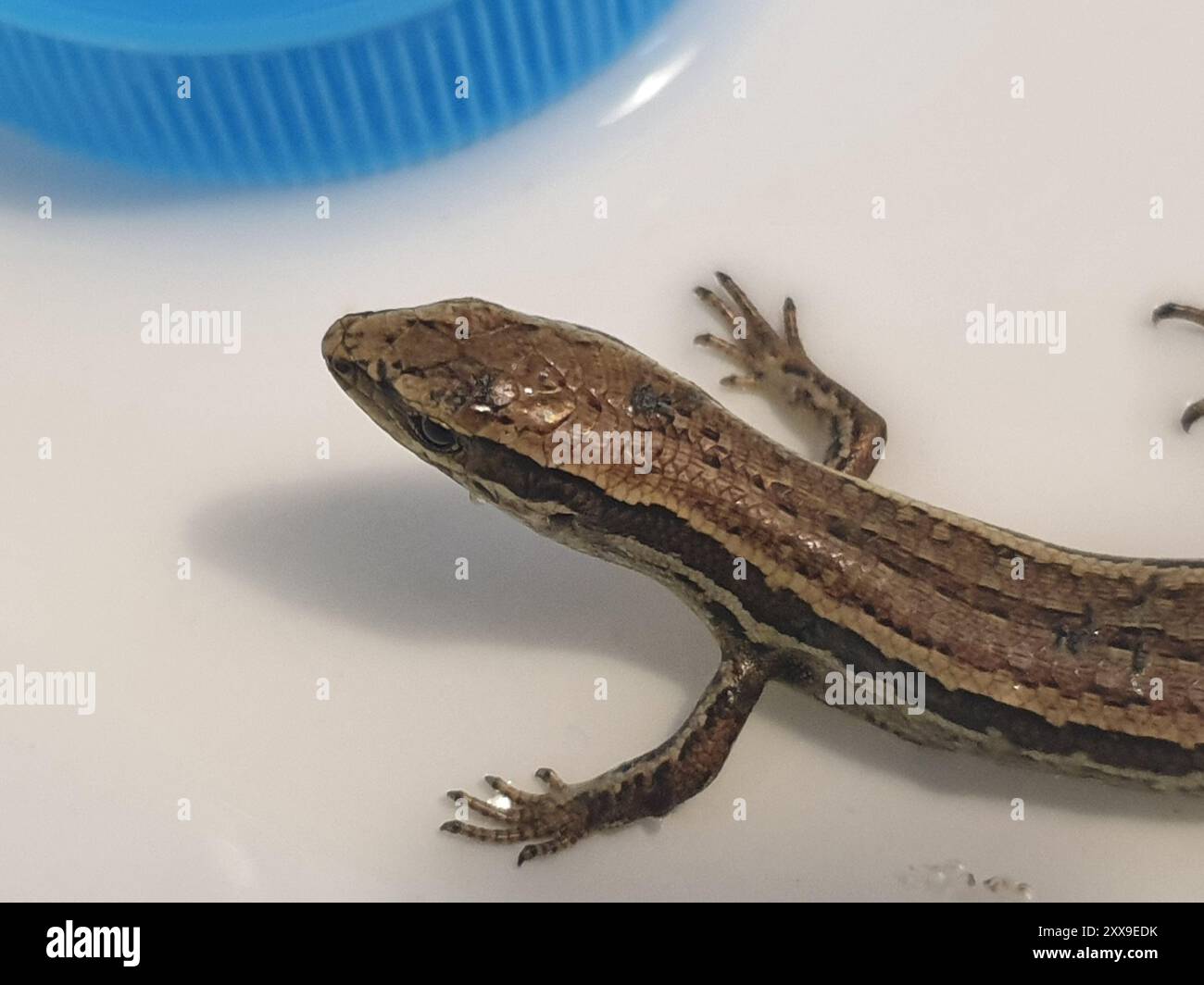 New Zealand Grass Skink (Oligosoma polychroma) Reptilia Stock Photo - Alamy