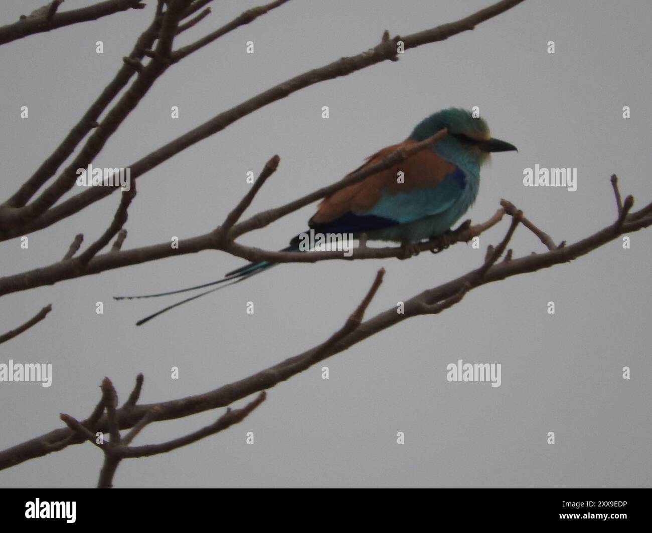 Abyssinian Roller (Coracias abyssinicus) Aves Stock Photo - Alamy