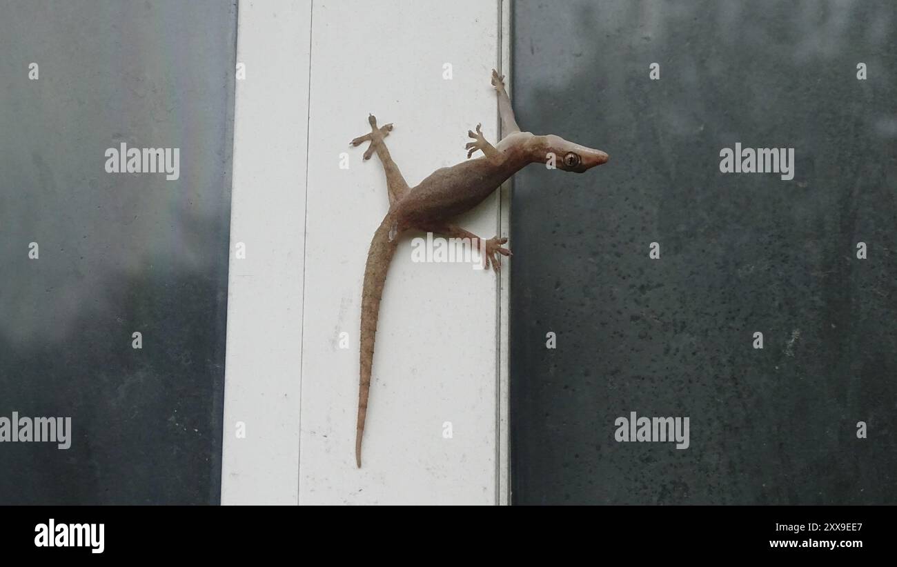 Asian House Gecko (Hemidactylus frenatus) Reptilia Stock Photo - Alamy