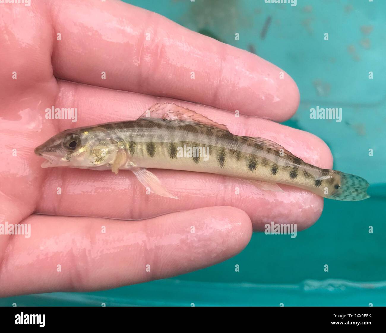 Texas Logperch (Percina carbonaria) Actinopterygii Stock Photo - Alamy