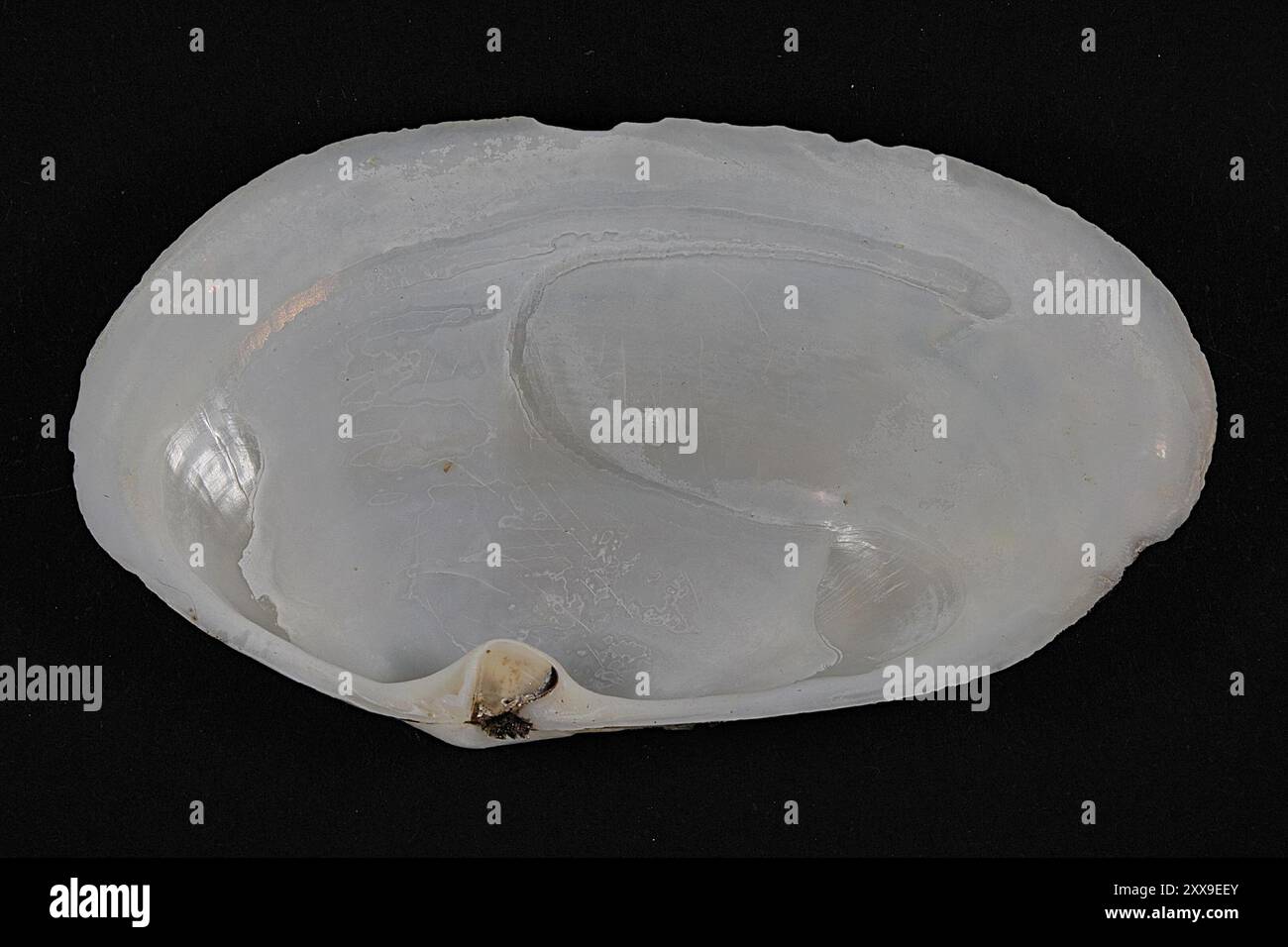 Otter shell (Lutraria lutraria) Mollusca Stock Photo - Alamy