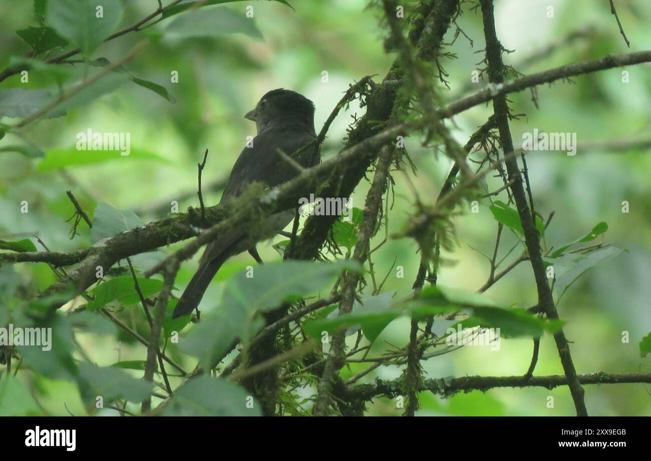 Crested becard hi-res stock photography and images - Alamy