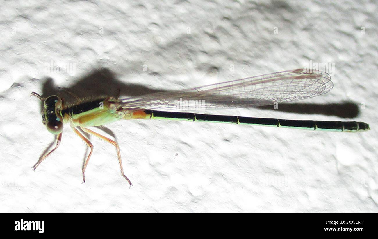 Common Bluetail (Ischnura senegalensis) Insecta Stock Photo - Alamy