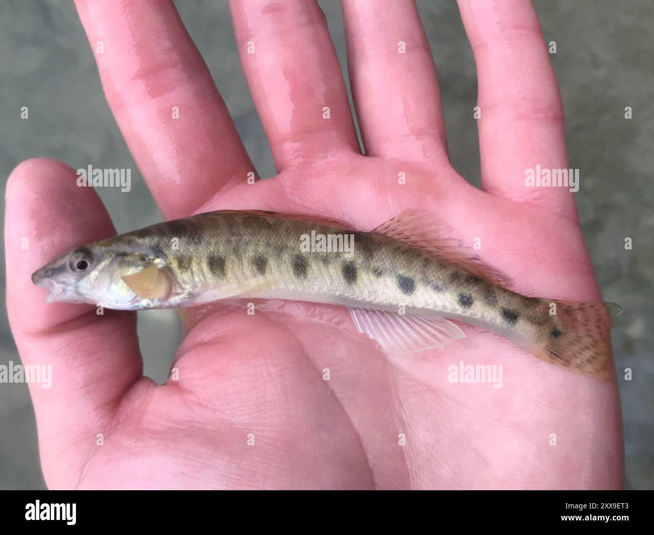Texas Logperch (Percina carbonaria) Actinopterygii Stock Photo - Alamy