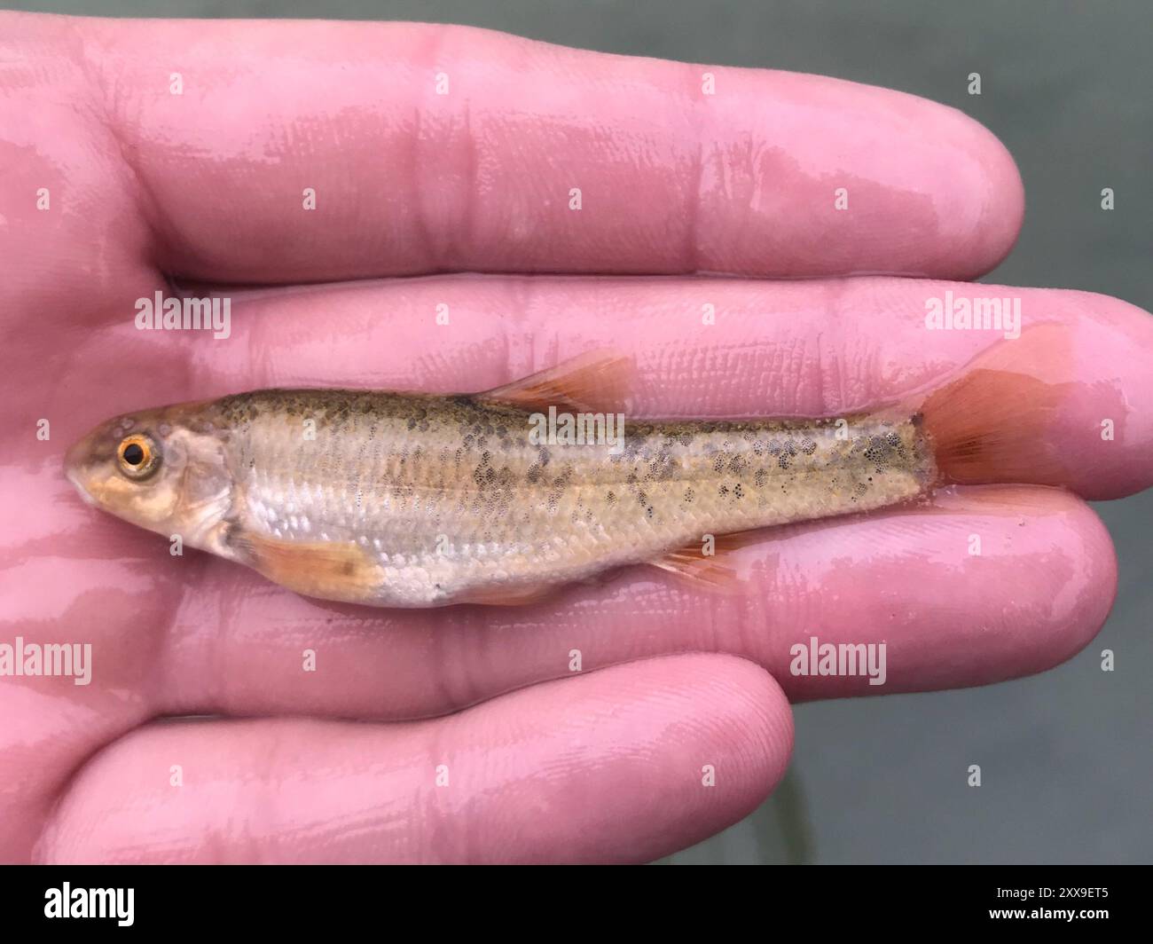 Central Stoneroller (Campostoma anomalum) Actinopterygii Stock Photo ...