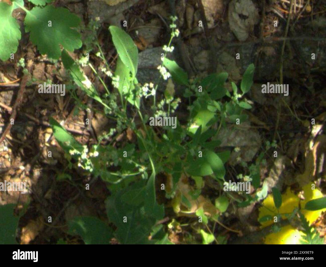saltbush subfamily (Chenopodioideae) Plantae Stock Photo - Alamy