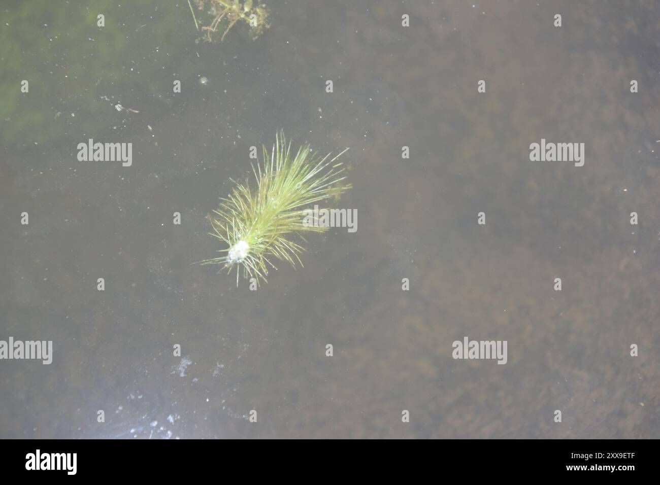 jambhli manjiri (Pogostemon deccanensis) Plantae Stock Photo - Alamy
