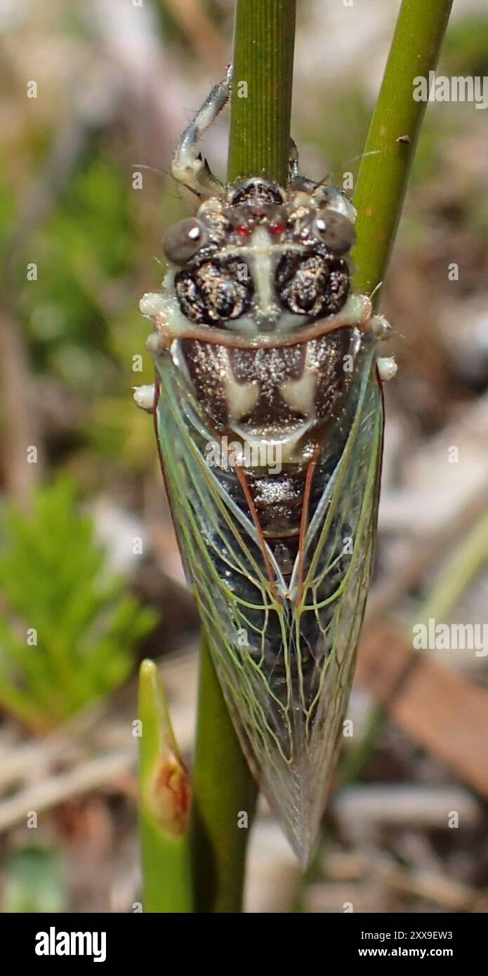 Golden Twanger (Diemeniana euronotiana) Insecta Stock Photo - Alamy
