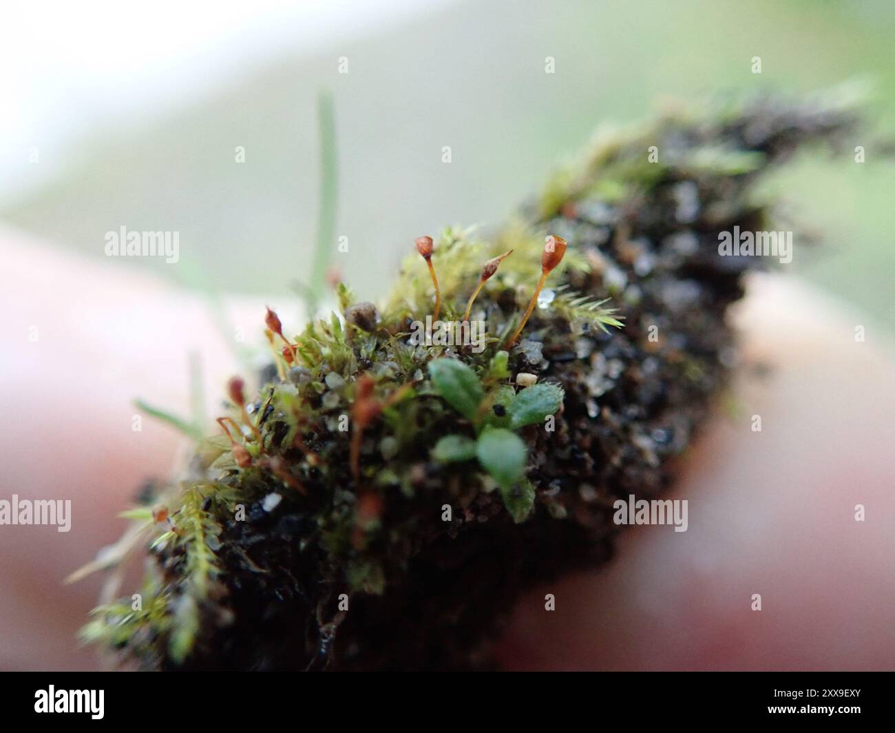 Common Pottia (Tortula truncata) Plantae Stock Photo - Alamy