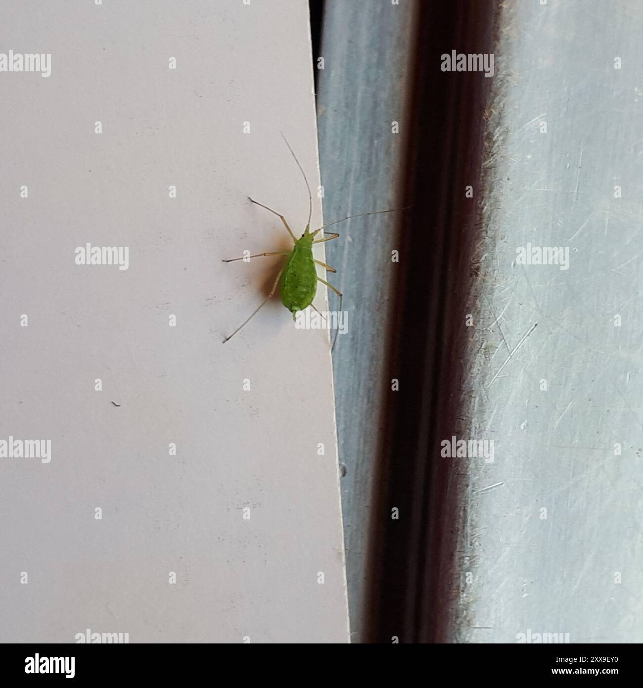 Aphids (Aphididae) Insecta Stock Photo - Alamy