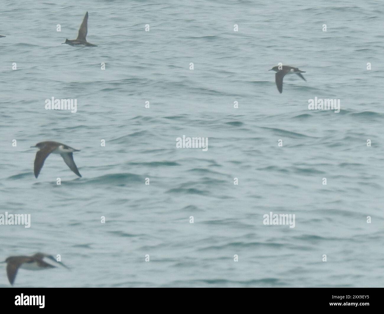 Hutton's Shearwater (Puffinus huttoni) Aves Stock Photo - Alamy