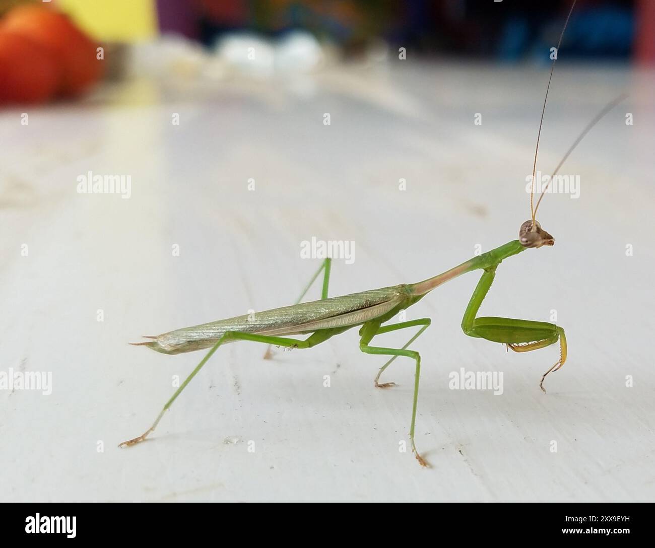 (Stagmomantis nahua) Insecta Stock Photo - Alamy