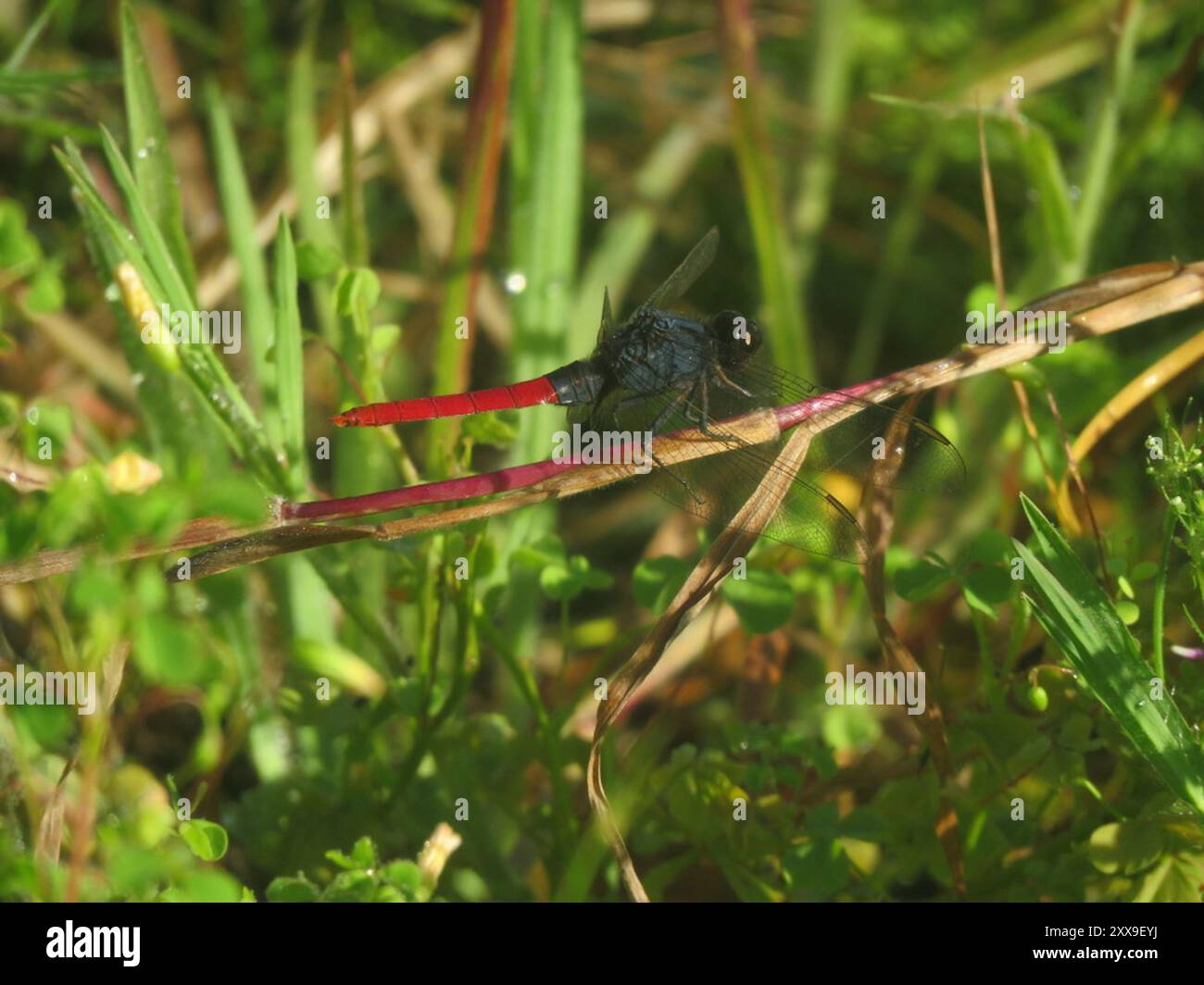 Flame-tailed Pondhawk (Erythemis peruviana) Insecta Stock Photo - Alamy