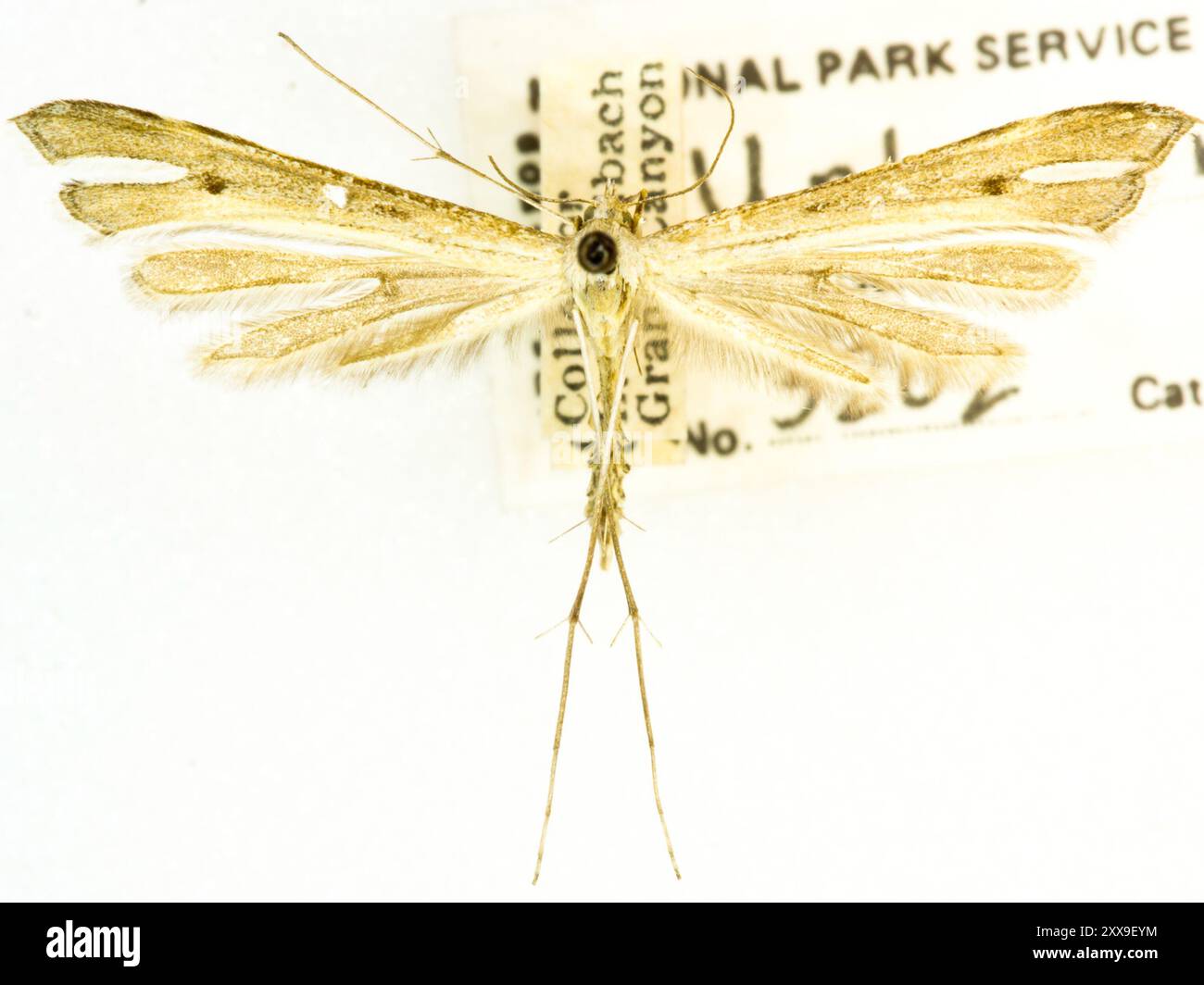 Plume Moths (Pterophoridae) Insecta Stock Photo - Alamy