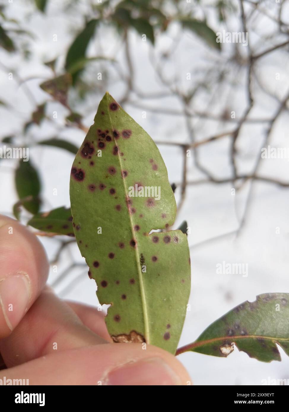 Mountain Laurel Leaf Spot (Mycosphaerella colorata) Fungi Stock Photo ...