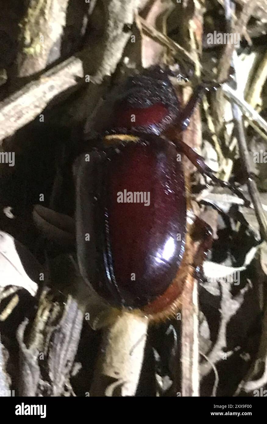 Scarabs (Scarabaeidae) Insecta Stock Photo - Alamy