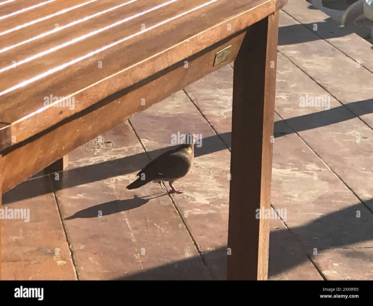 Zenaida Dove (Zenaida aurita) Aves Stock Photo - Alamy
