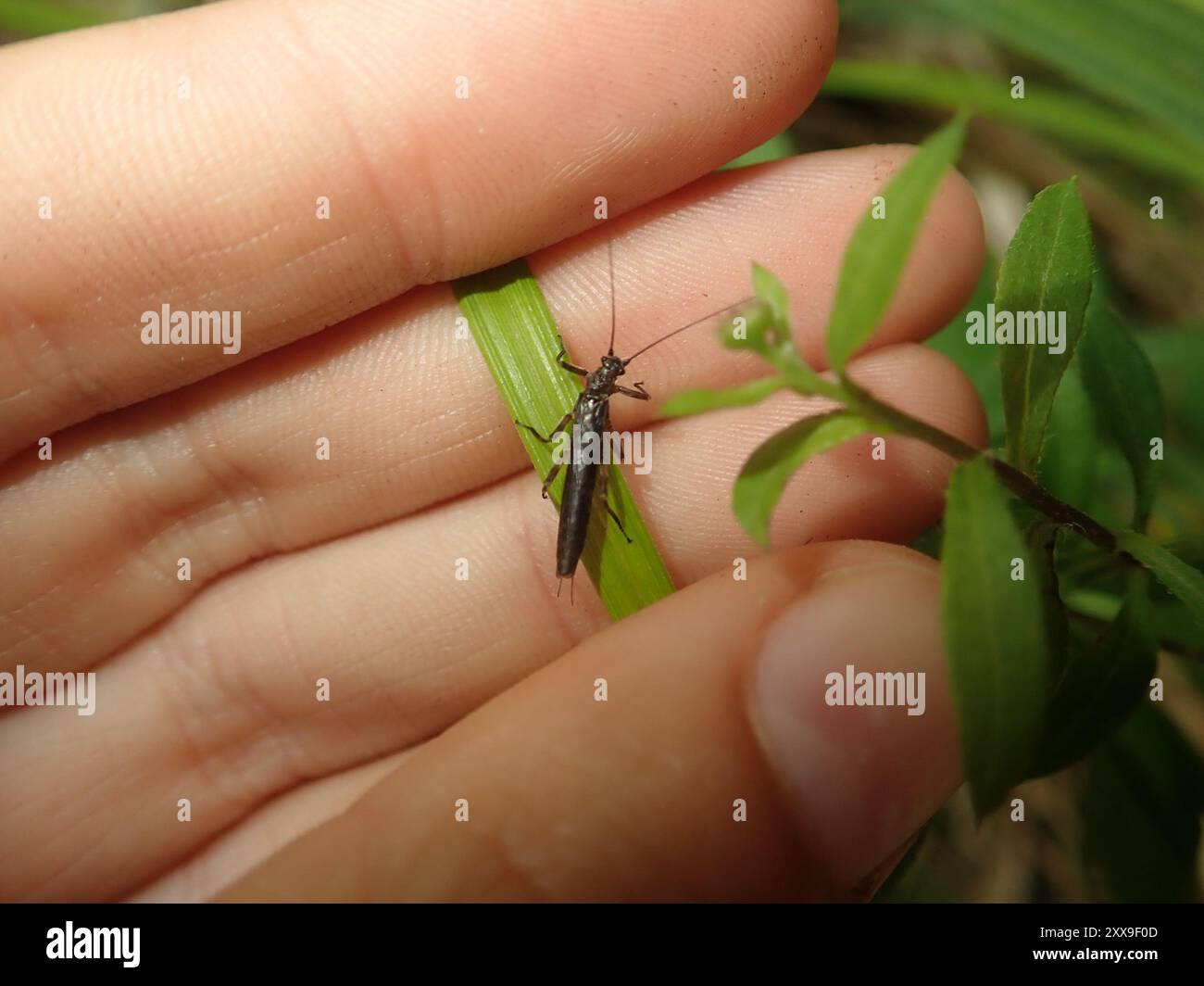 Stoneflies (Plecoptera) Insecta Stock Photo - Alamy