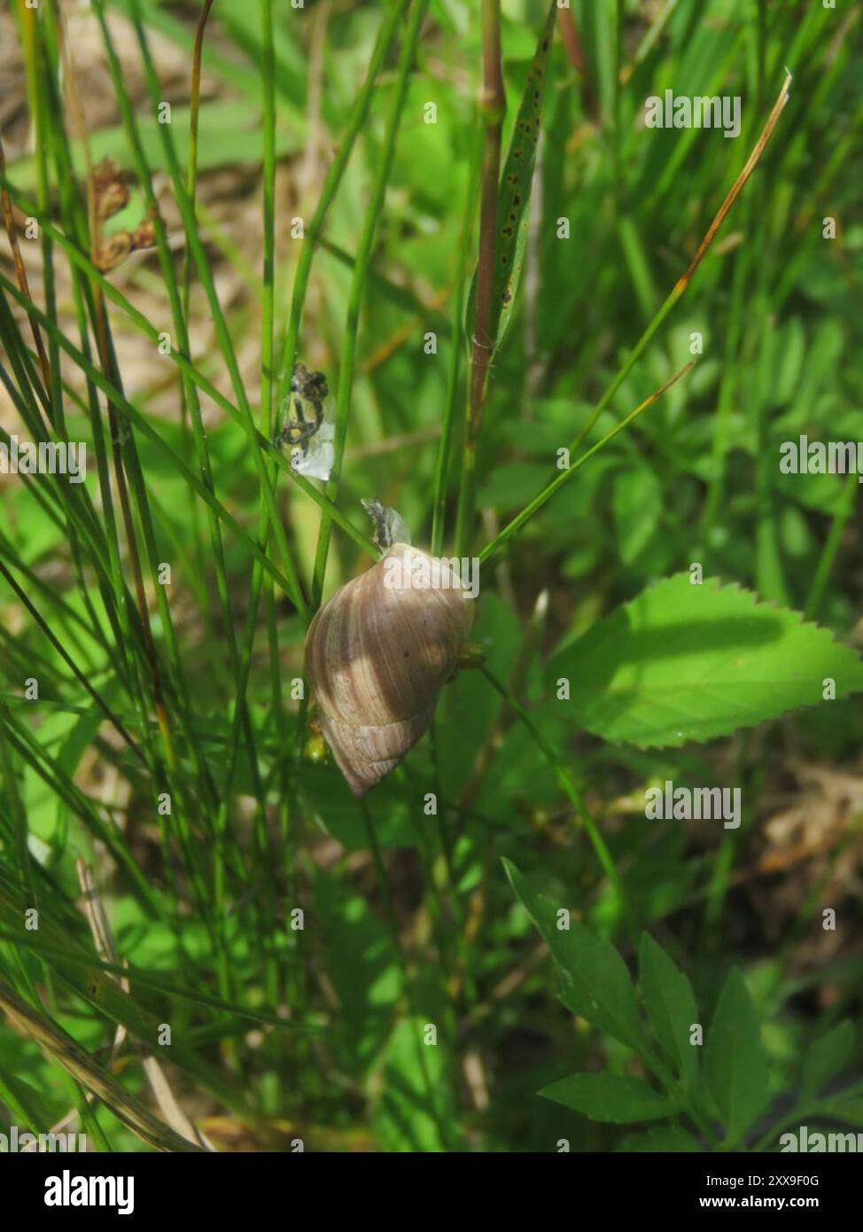 Ghost Bulimulus (Bulimulus bonariensis) Mollusca Stock Photo - Alamy