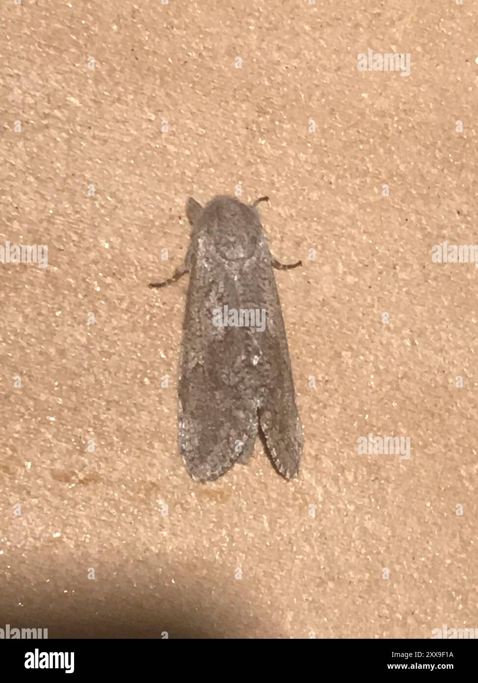 Carpenter and Leopard Moths (Cossidae) Insecta Stock Photo - Alamy