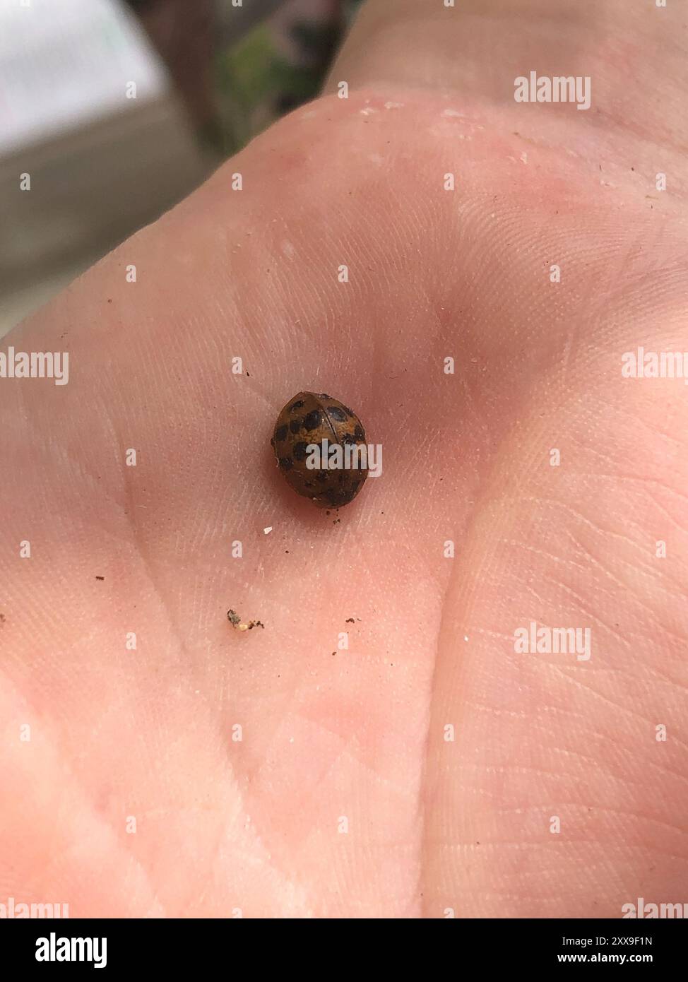 Common Lady Beetles (Coccinellinae) Insecta Stock Photo - Alamy