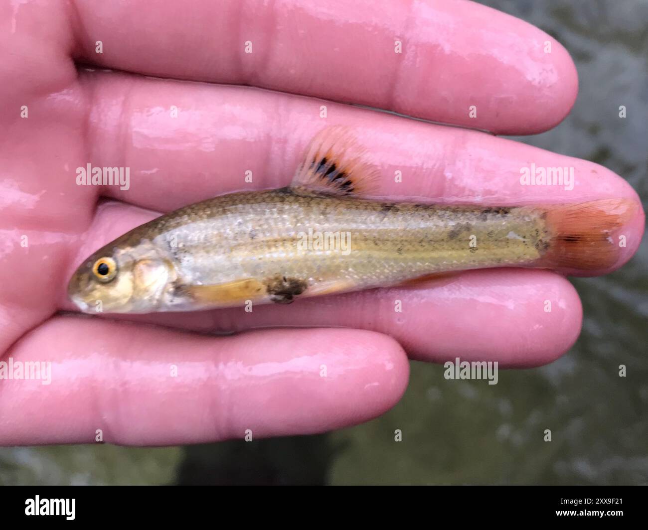 Central Stoneroller (Campostoma anomalum) Actinopterygii Stock Photo ...