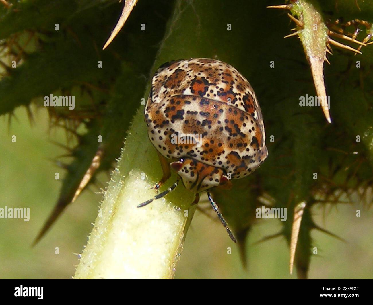 Sphaerocoris hi-res stock photography and images - Alamy