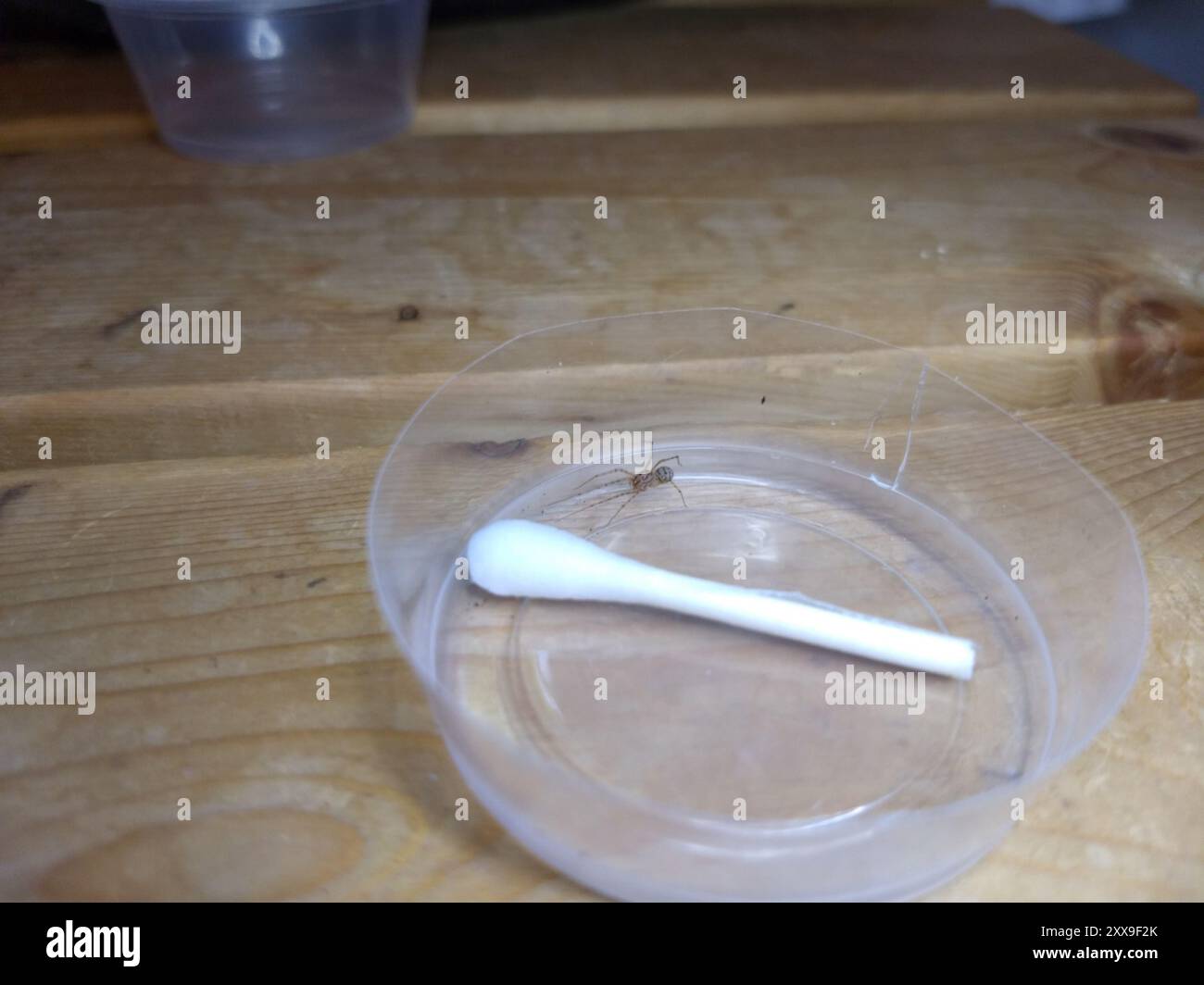 Common Spitting Spider (Scytodes thoracica) Arachnida Stock Photo - Alamy