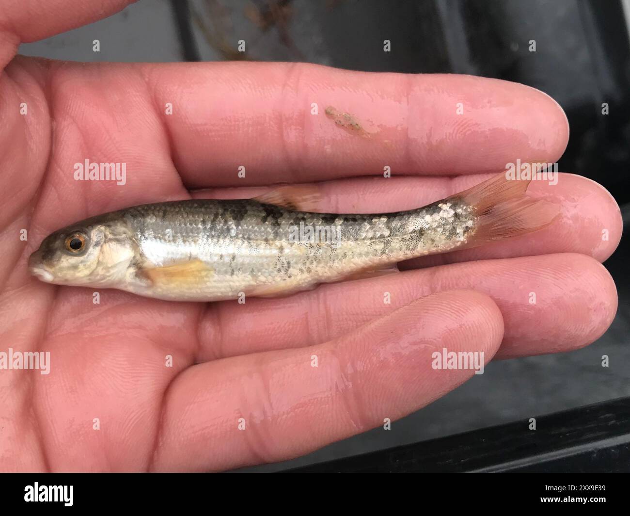 Central Stoneroller (Campostoma anomalum) Actinopterygii Stock Photo ...