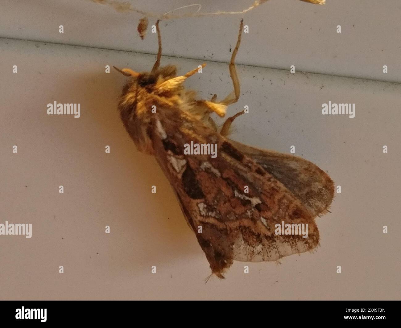 Map-winged Swift (Korscheltellus fusconebulosa) Insecta Stock Photo - Alamy