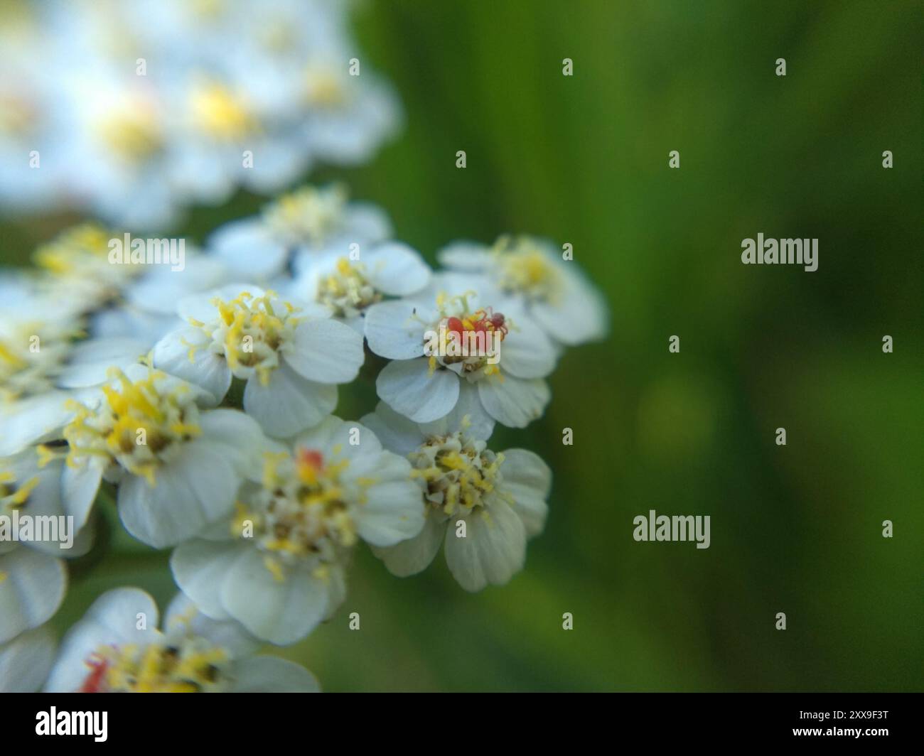 Sidewalk Mites (Balaustium) Arachnida Stock Photo - Alamy