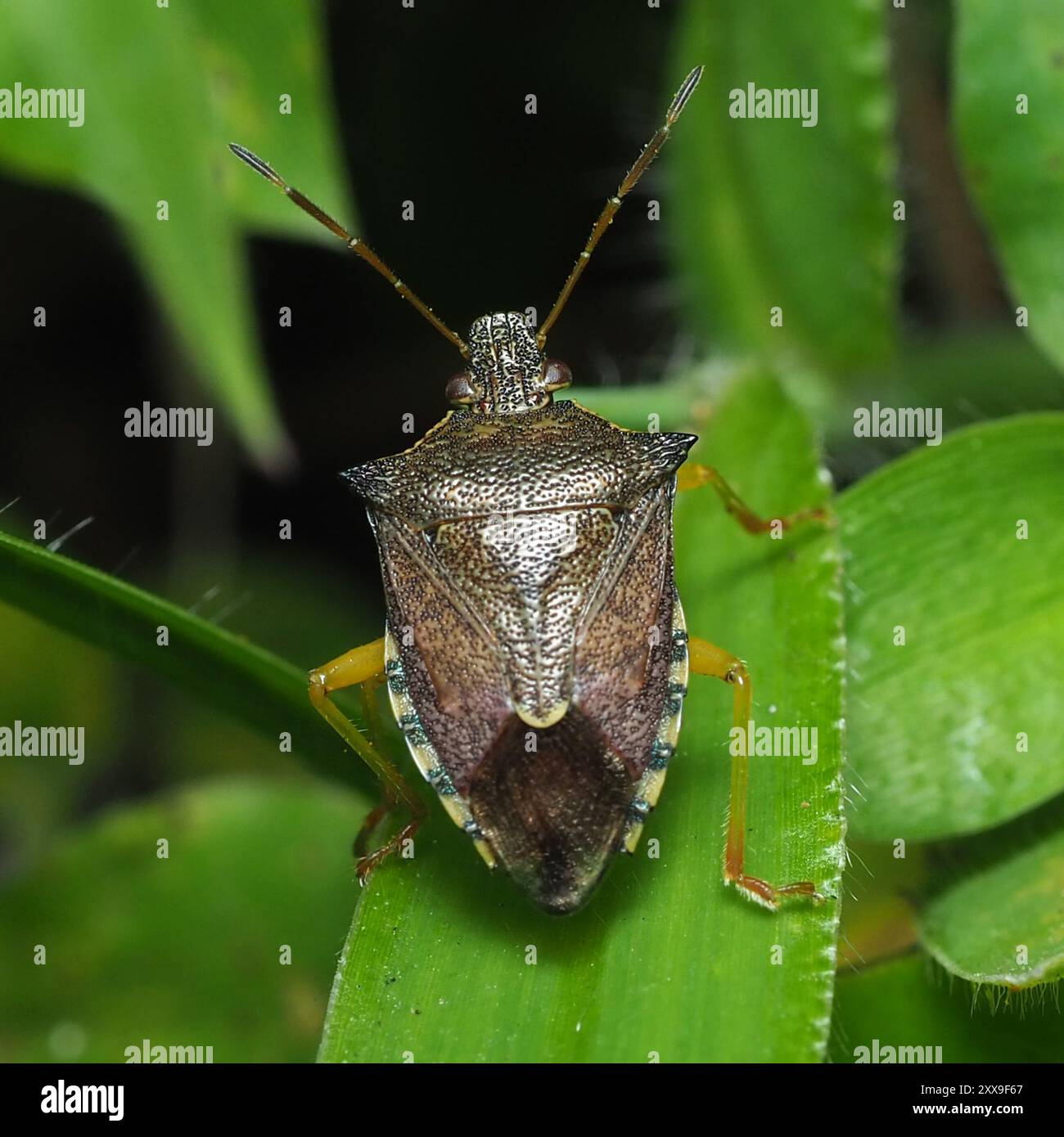 (Podisus nigrispinus) Insecta Stock Photo - Alamy