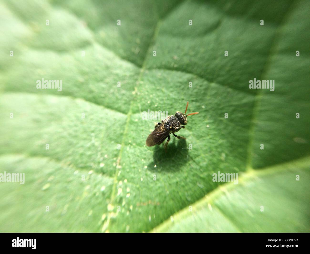 Mexican Pitted-Stingless bee (Nannotrigona perilampoides) Insecta Stock ...