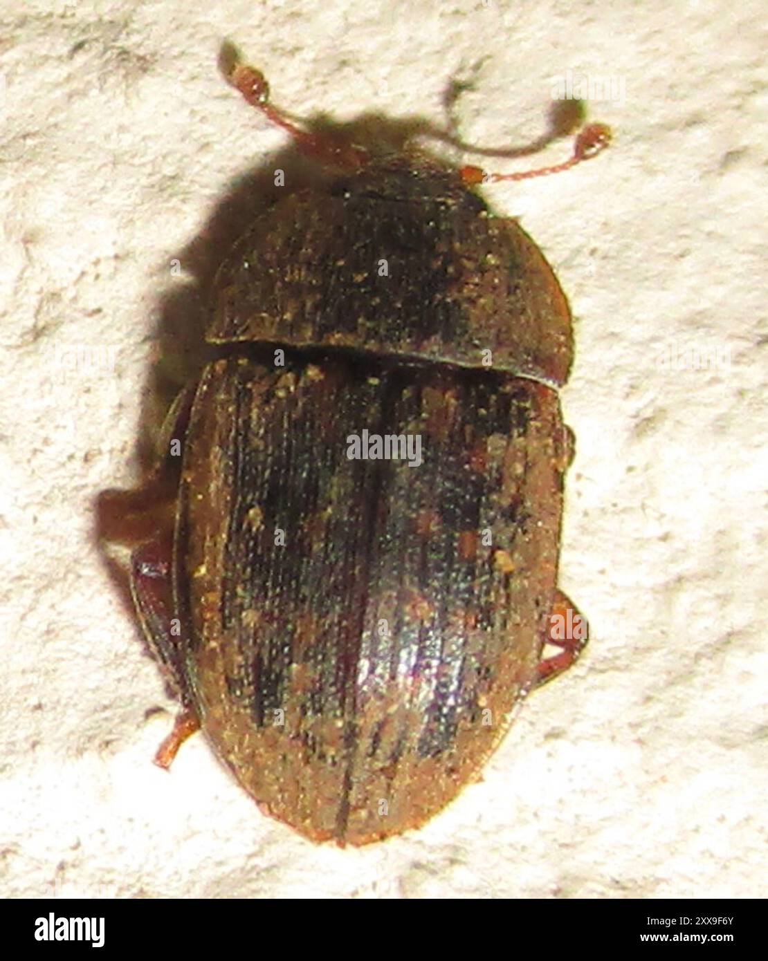 Sap-feeding Beetles (Nitidulidae) Insecta Stock Photo - Alamy