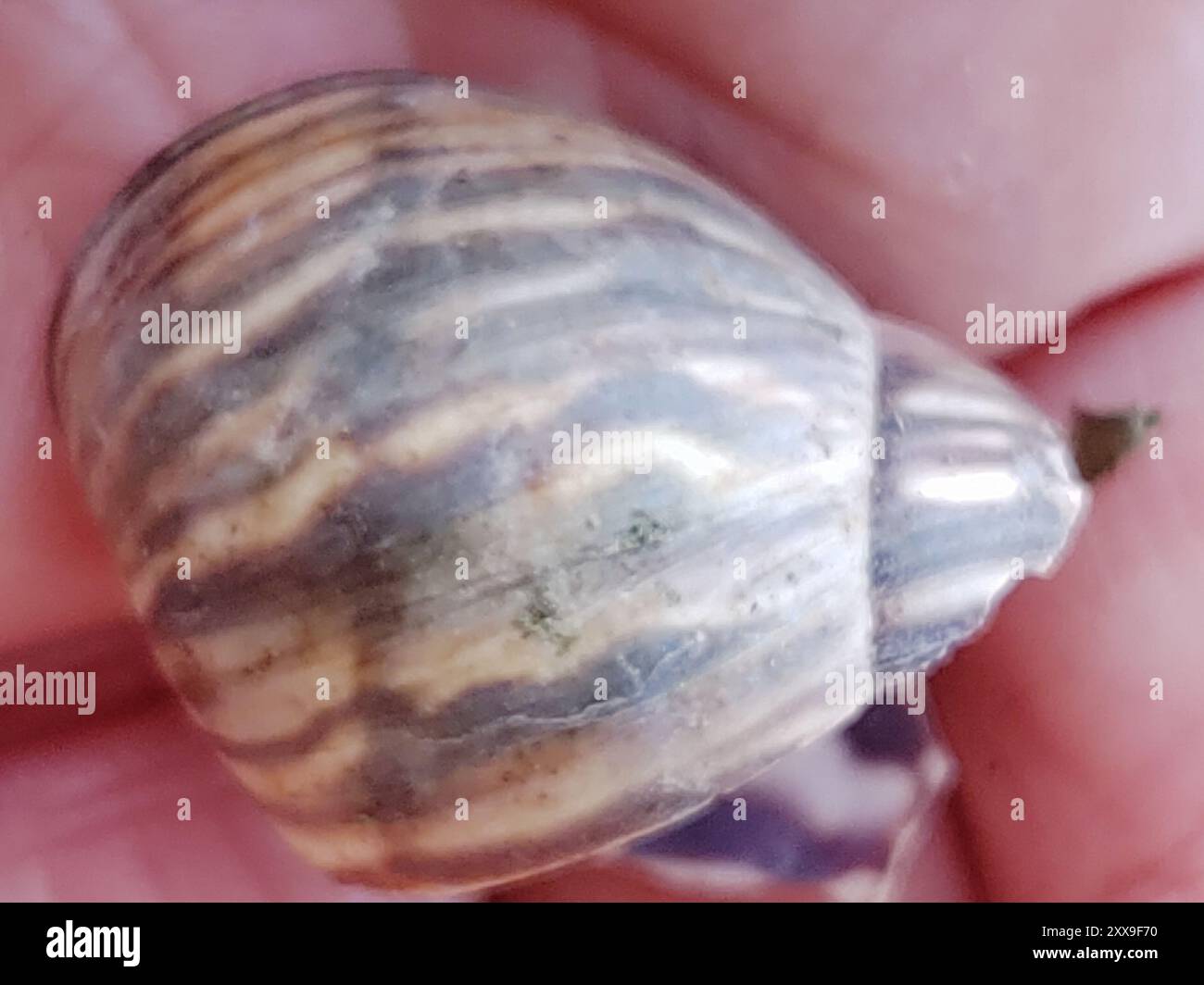 (Orthalicus undatus) Mollusca Stock Photo - Alamy