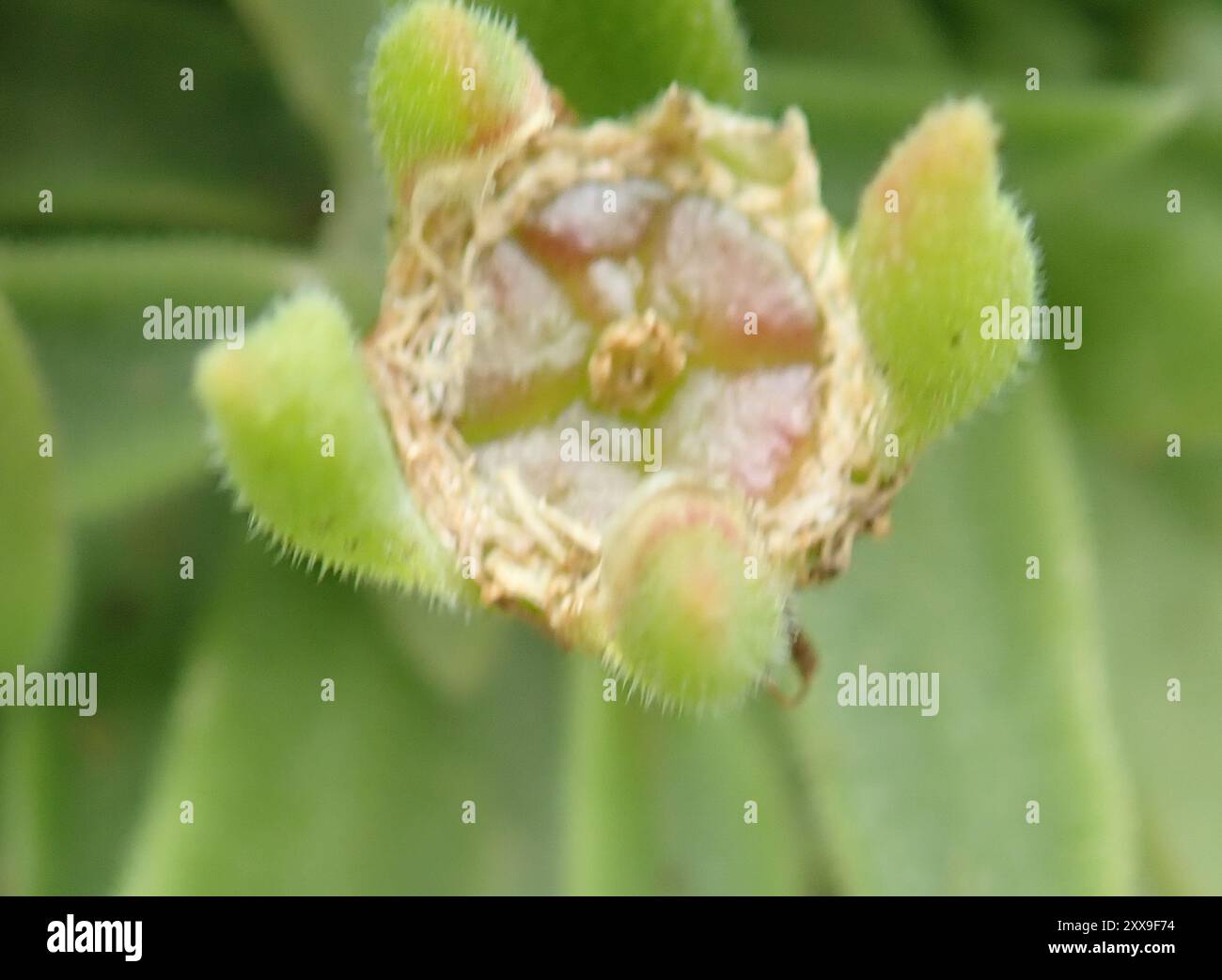 Fire Sheepfig (Delosperma sutherlandii) Plantae Stock Photo - Alamy