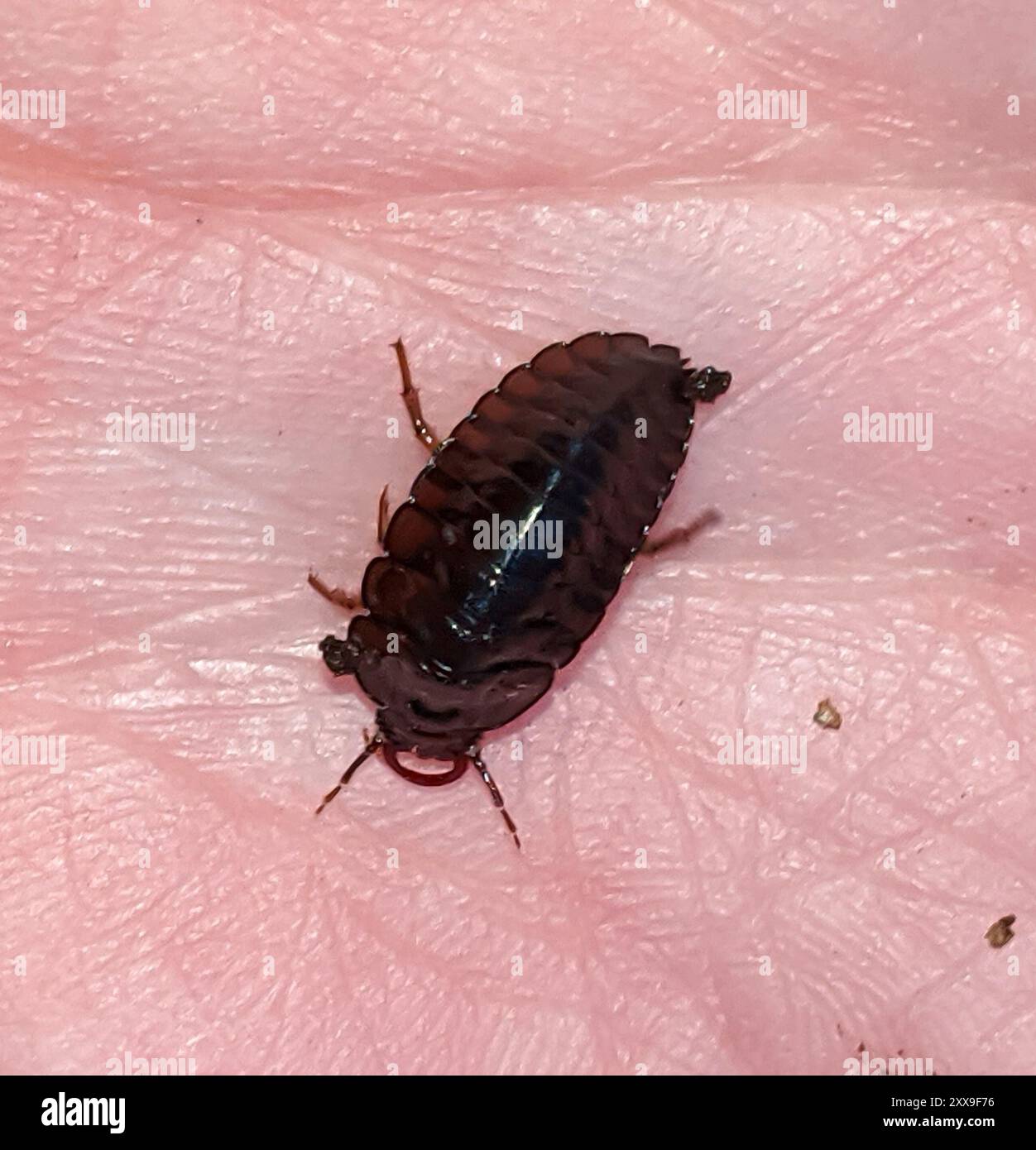 Beetles (Coleoptera) Insecta Stock Photo - Alamy