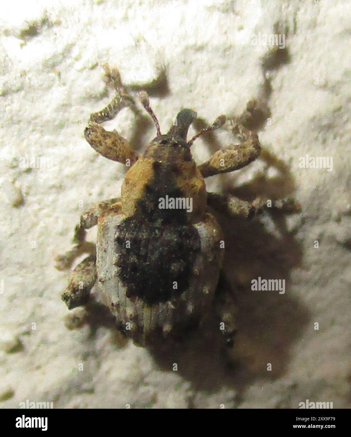 True Weevils (Curculionidae) Insecta Stock Photo - Alamy