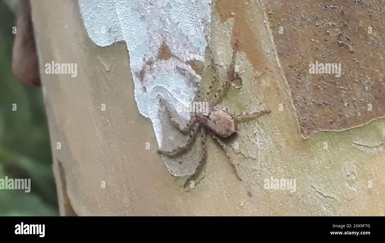 Crescent-eyed Spiders (Selenops) Arachnida Stock Photo - Alamy