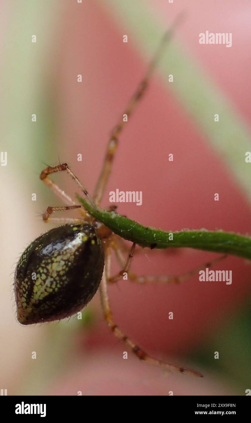Comb-footed Spiders (Theridiidae) Arachnida Stock Photo - Alamy