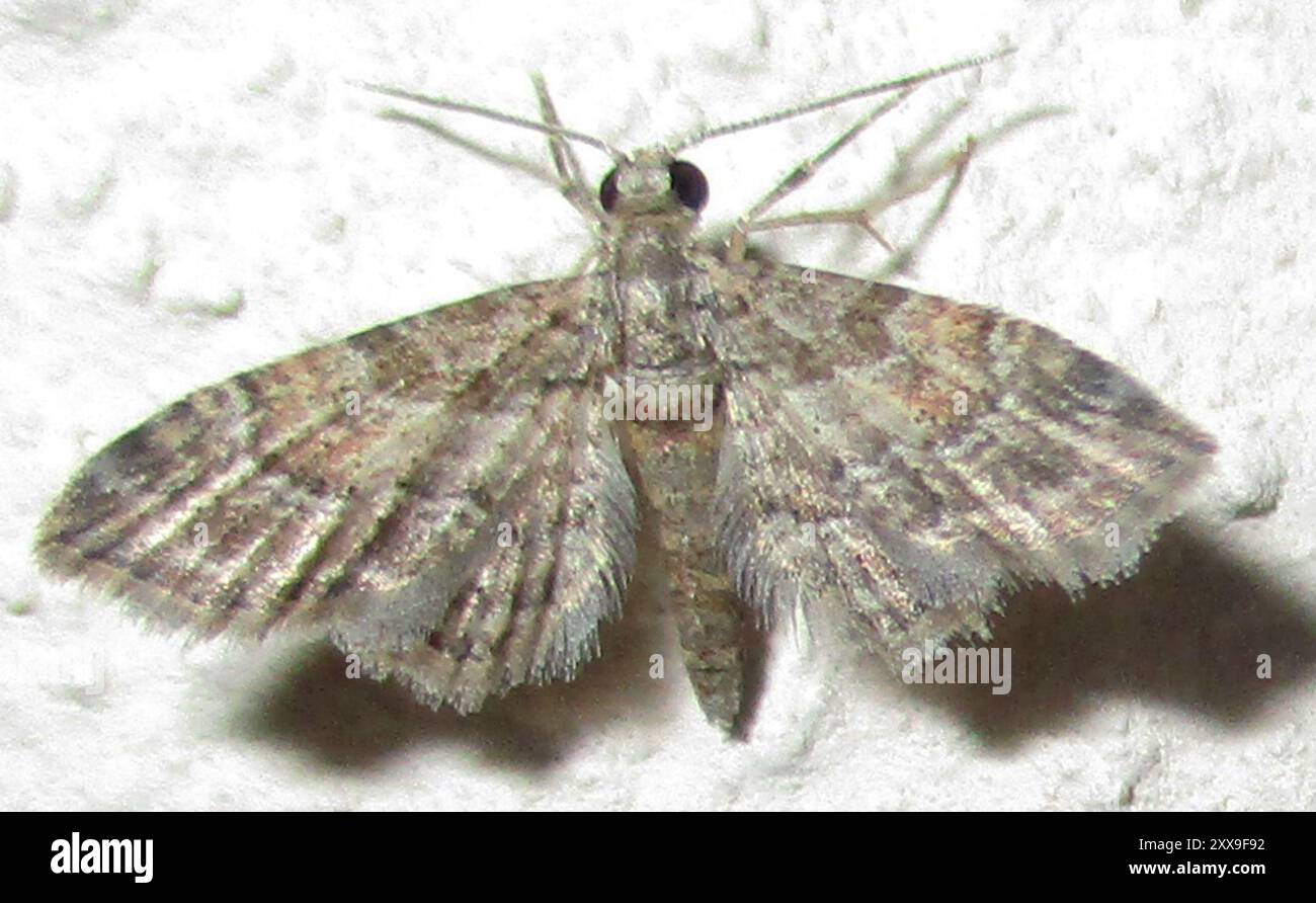 Geometer Moths (Geometridae) Insecta Stock Photo - Alamy